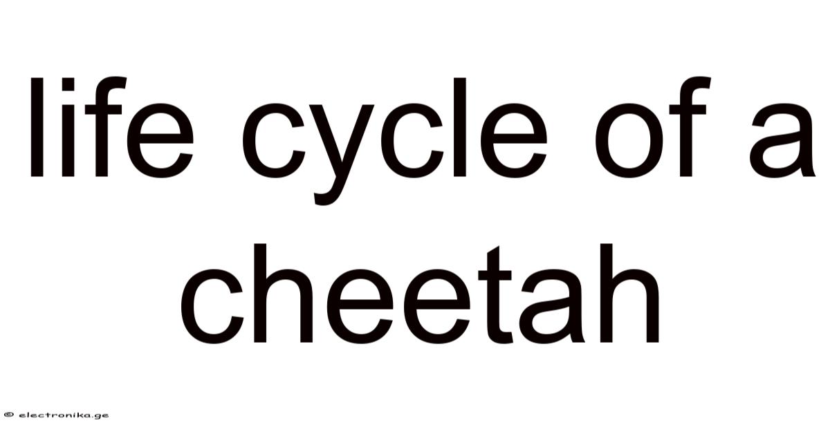 Life Cycle Of A Cheetah