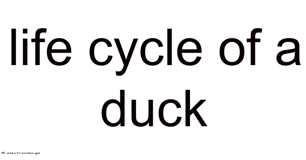 Life Cycle Of A Duck